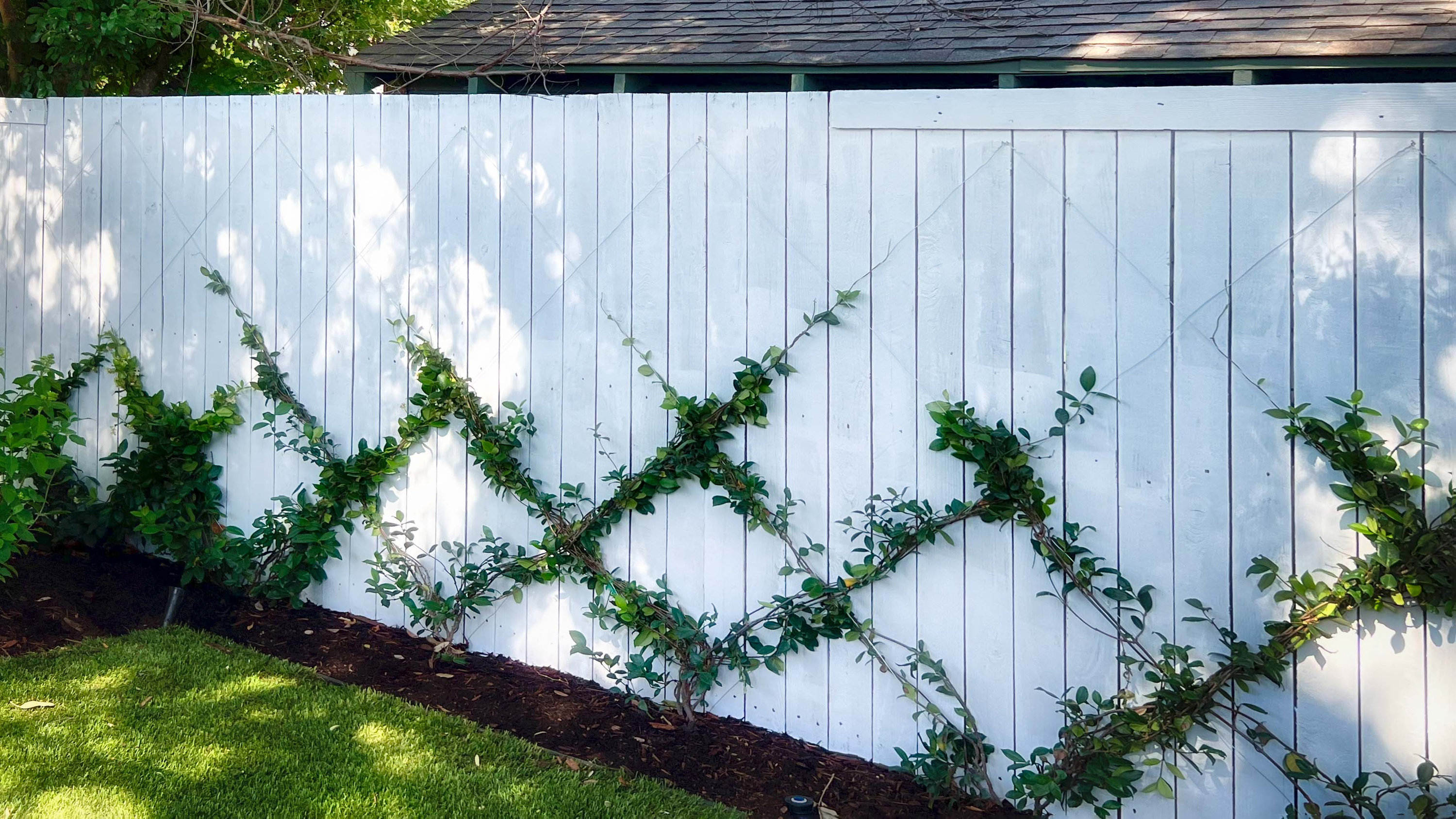 Transform a Blank Wall or Fence With a Diamond-Shaped Trellis