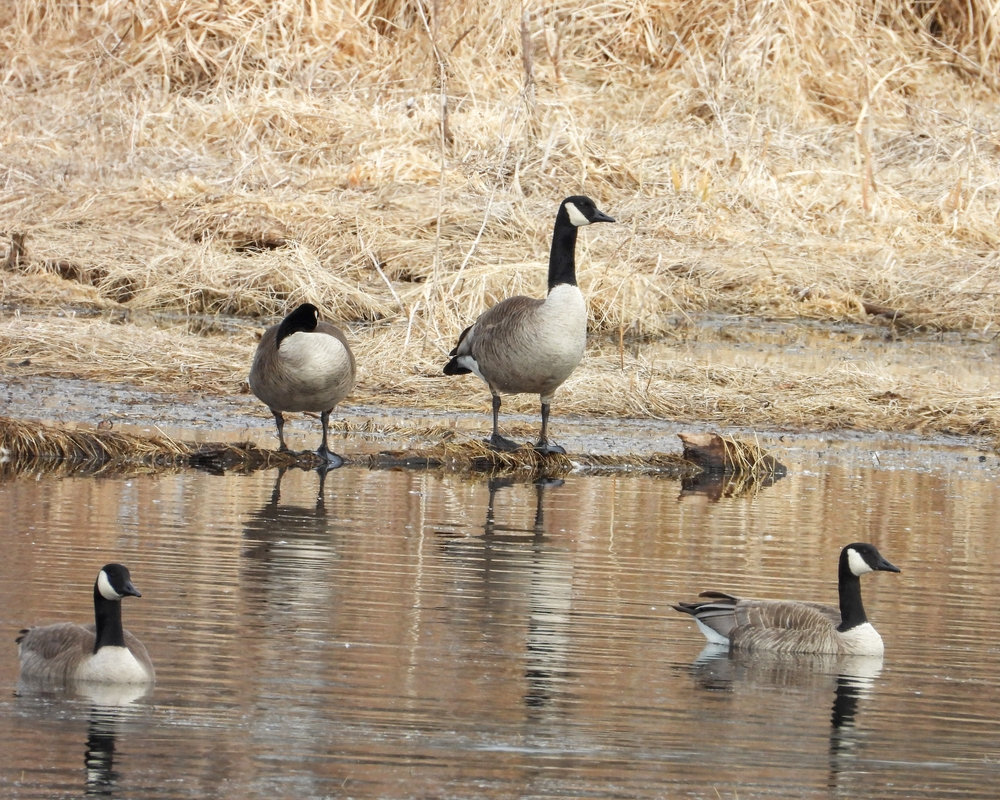 Why Do Dogs Chase Geese? | Goose Masters Blog